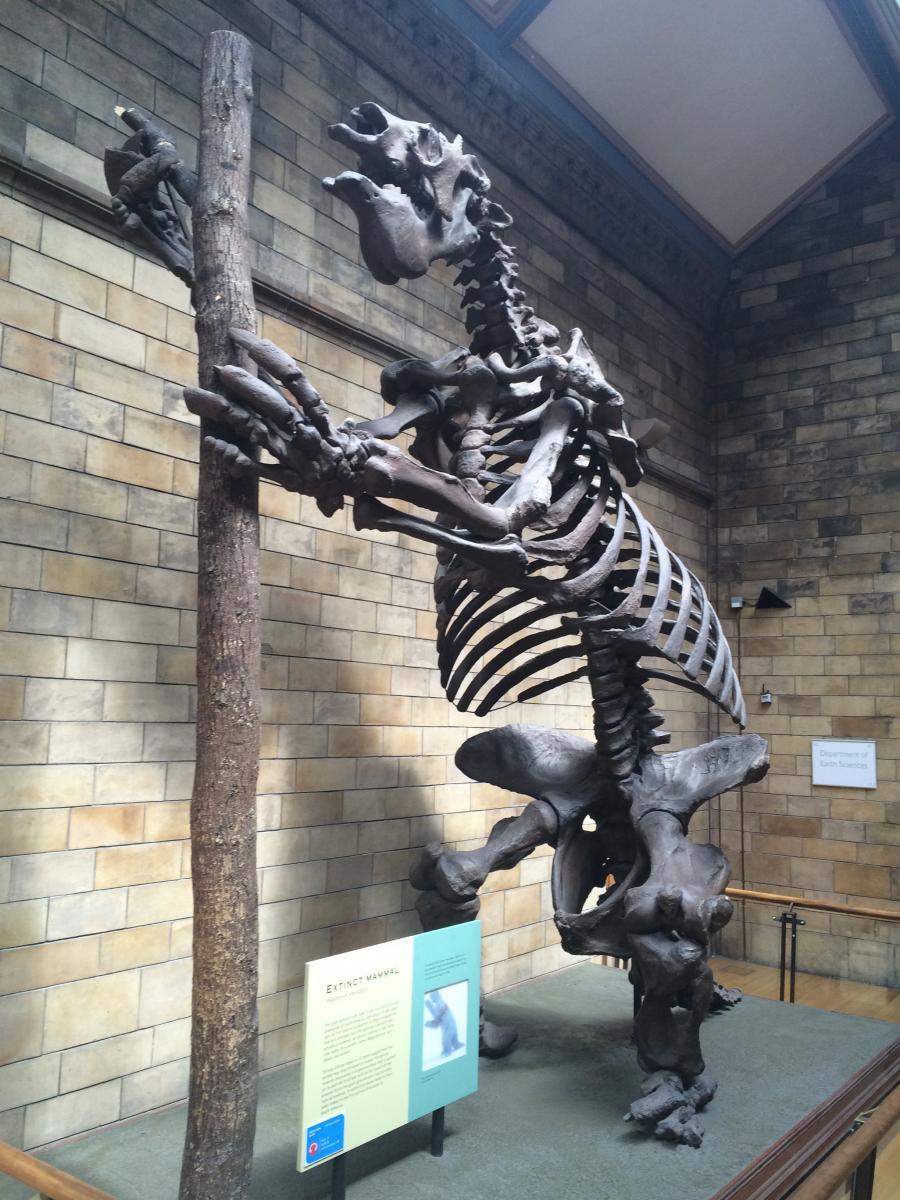 Xenarthra: The Almost Perfect Clade, Part 1 | National Center for Science Education