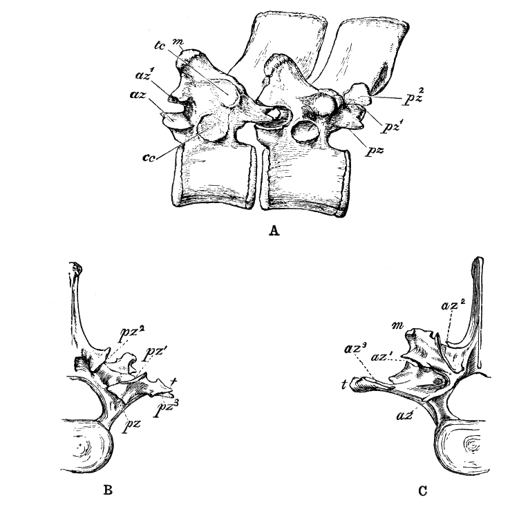 Xenarthra: The Almost Perfect Clade, Part 1 | National Center for Science Education