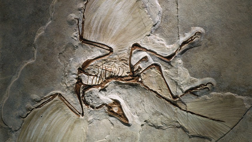 What is Paleontology? | National Center for Science Education