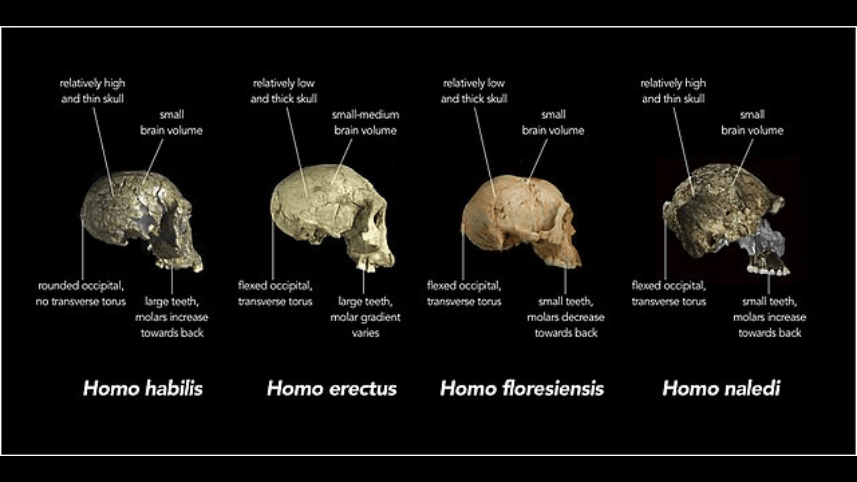 A model bill that seeks to protect evolution education | National ...